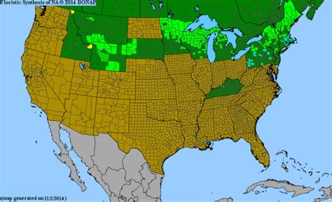 Native White Spruce Picea Glauca Plant Buying Collective