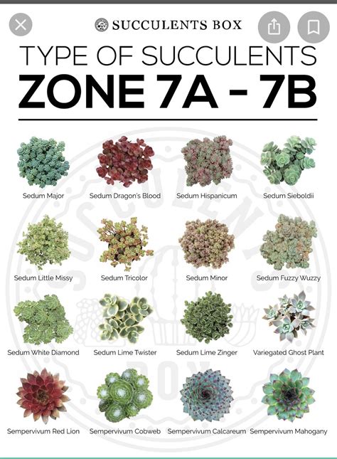 Pin By Liz Cranage On Succulents Types Of Succulents Plants Types Of