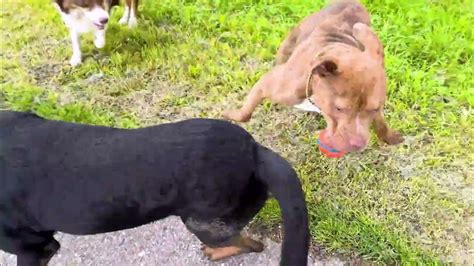 باقر خان واسشون قلدری میکنه توپو نمیده Youtube