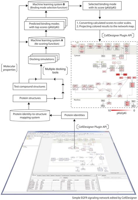 First A Signaling Network Is Launched By Celldesigner The Identities