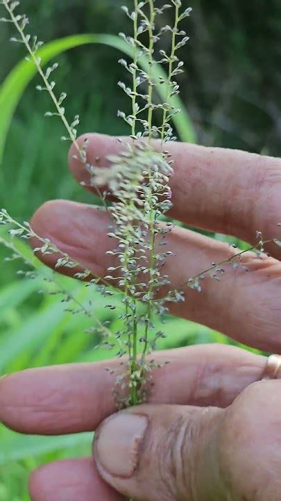 Digiteria Abludens Youtube