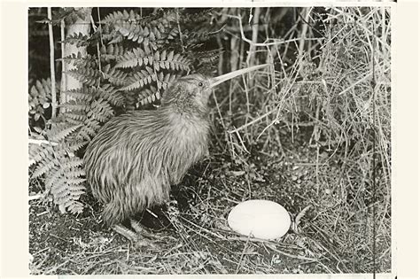 Как живёт птица киви не летает роет норы пахнет белыми грибами Приключения натуралиста Дзен