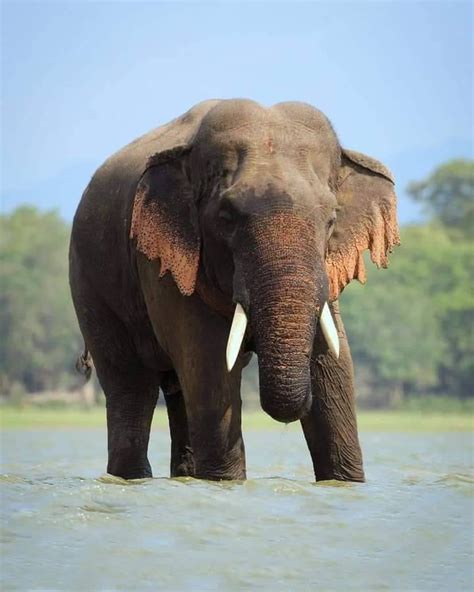 බලන්න එක්කෙනෙක් කලබල වෙලා එයා ලගට එන හැටි 🥰 එයාලා හොද යාලුවෝ වෙන්න ඇති 🥰 Everything For