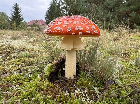 비행 Agaric 버섯 가을 Pixabay의 무료 사진 Pixabay