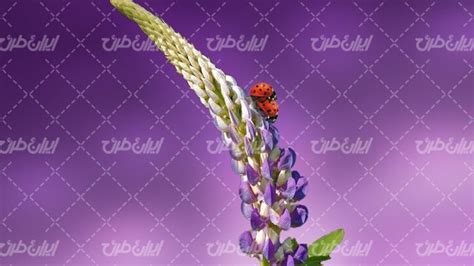 تصویر با کیفیت گیاه وحشی به همراه کفشدوزک و حشره کوچک ایران طرح