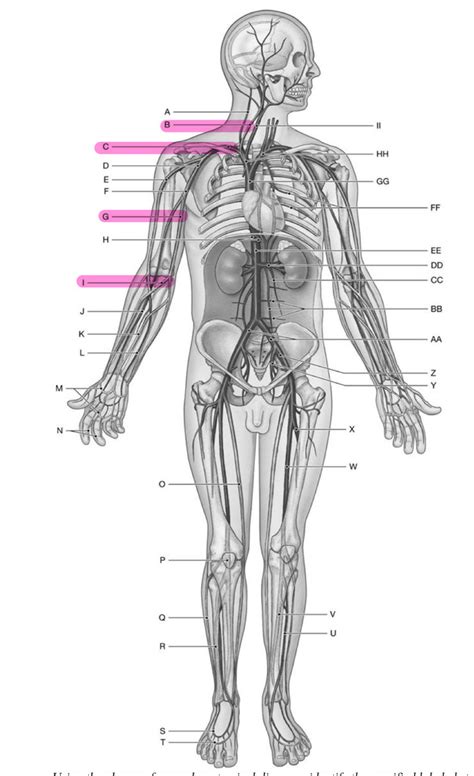 Veins Arteries Diagram Quizlet