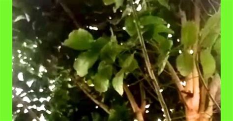 Oha Simple Facts Uses And Benefits You Want To Know