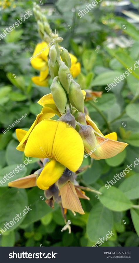 1 Picoc Images Stock Photos Vectors Shutterstock