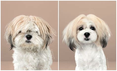 ძაღლები სალონში ვიზიტამდე და ვიზიტის შემდეგ [ფოტოები] ტაბულა