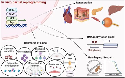 Partial Cellular Reprogramming A Deep Dive Into An Emerging Rejuvenation Technology Paine