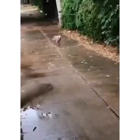 Gentle Boi Via Tumbex