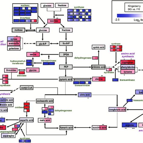 Pathway Analysis Based On Transcriptome And Metabolome Data For The Download Scientific Diagram
