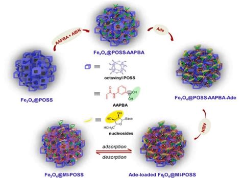boronate affinity based molecular imprinting of adenosine [47