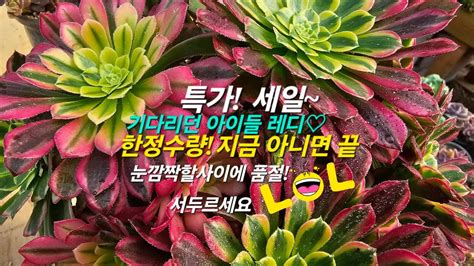 2024년 1월26일多肉植物국민다육 방문구매3개5000원선녀와나무꽃화분다육신상안내다육금화분택배다육택배다육이다육식물인천다육多肉植物 Youtube