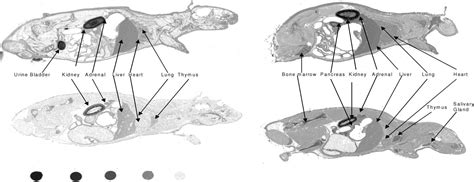 Nc100668 A New Tracer For Imaging Of Venous Thromboembolism Disposition And Metabolism In Rats