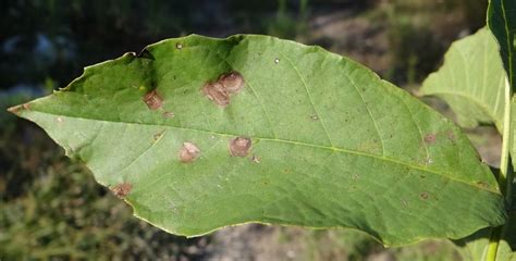 Walnut Diseases And Their Treatment Global Gardening Secrets