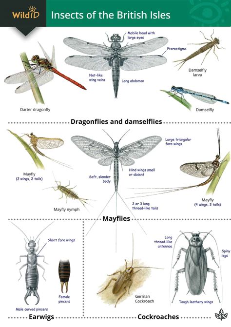 Insects Of The British Isles Guide Field Studies Council