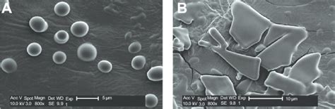 Scanning Electron Micrographs Of Recombinant Human Epithelial Growth