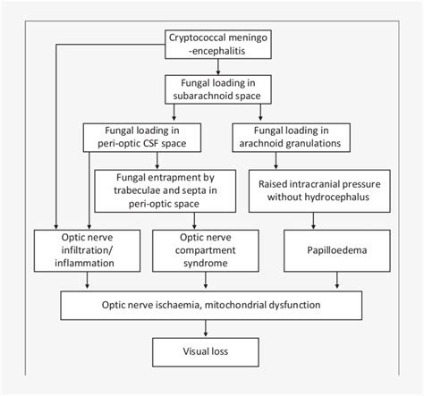 The Pathogenesis Of Cryptococcus Induced Visual Loss Cryptococcus