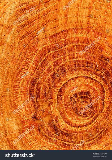 Cut Of A Tree An Oak Close Up Stock Photo Shutterstock