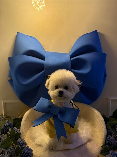 비숑프리제미니비숑 성장기 네이버 블로그