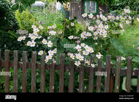 Overgrown Garden Allotment Wooden Fence Flowering Japanese