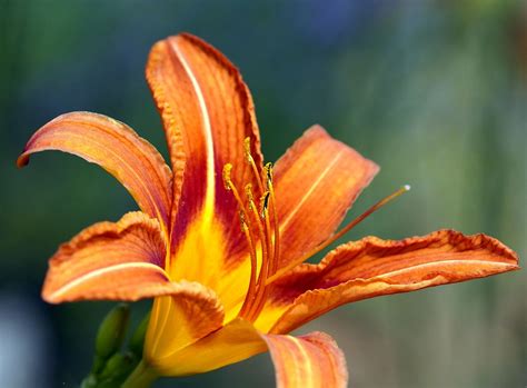 Lily Blossom Bloom Free Photo On Pixabay Pixabay Lily Blossom Bloom Free Photo On Pixabay Pixabay