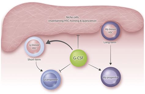 Granulocyte Colony Stimulating Factor Acts On Lymphoid Biased Short Term Hematopoietic Stem