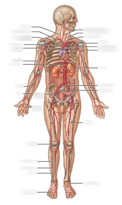 Full Body Arteries Diagram Artery Destination Cards Diagram Quizlet
