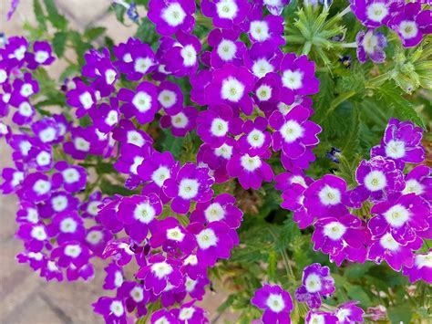 Вербена на балконе 77 фото