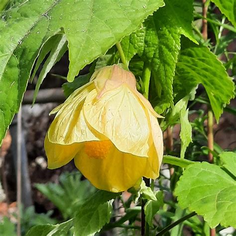 Grace H Garton Artist