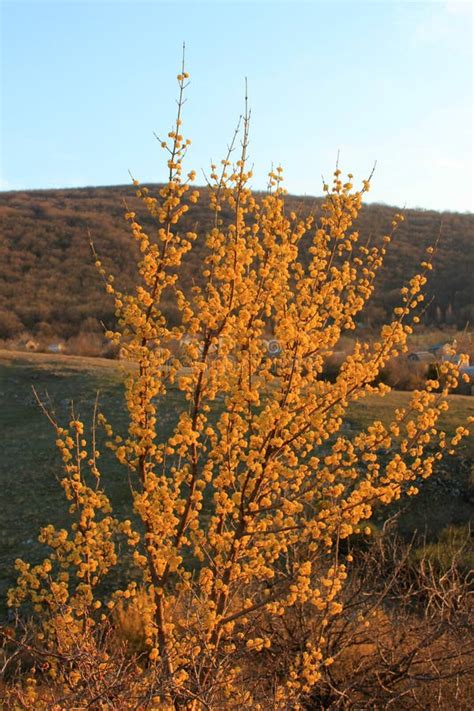 Желтые цветки весной в горах Стоковое Изображение изображение