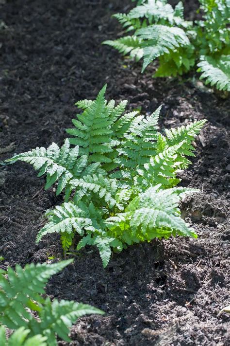 Polypodium Vulgare P9