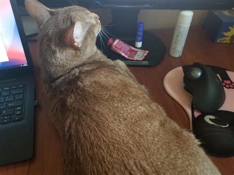 In Between My Laptop Mouse Screen And Myself There Was An Empty Space Was Scrolller