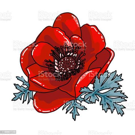 단일 빨간 양귀비 꽃 개화 클로즈업 흰색 배경에 있는 벡터 격리 그림입니다 현실적인 손으로 그린 꽃입니다 꽃 무늬 개체입니다
