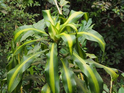 7 Tipos De Dracaena Para Tu Hogar