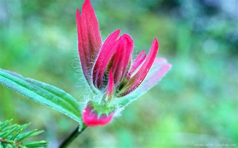 ดอกไม้สีชมพู รูปภาพดอกไม้สวยๆ