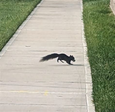 Effective Pest Control Removal Service Keeping Your Home Safe And