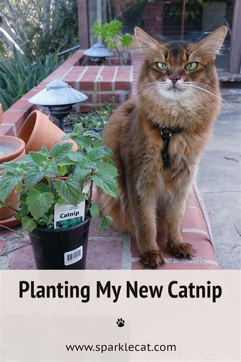 Planting My New Catnip Summers Fabulous Cat Life