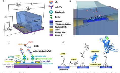 Figure 1 From Functionalized Sno₂ Nanobelt Field Effect Transistor Sensors For Label Free