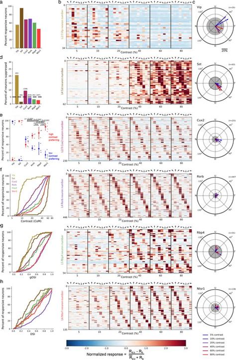 Vip Interneurons In Mouse Primary Visual Cortex Selectively Enhance