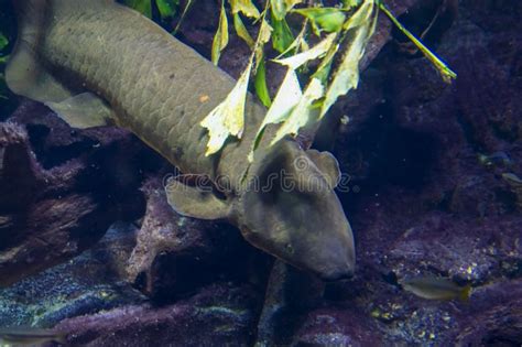 Australian Lungfish In A Zoo Aquarium Stock Image Image Of Lungfish