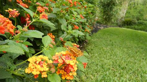 Lantana Border Garden Styles Garden Borders Lawn Design
