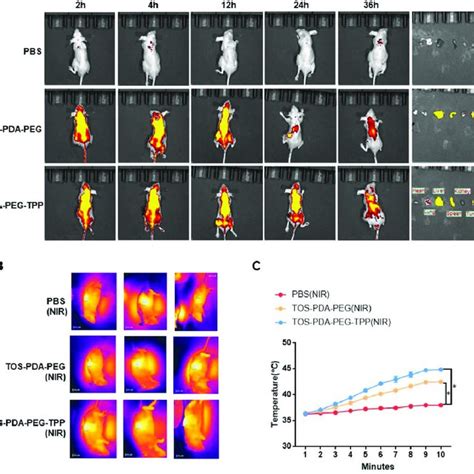 A Distribution Of Drugs In Mice At Different Time Points 2 H 4 H