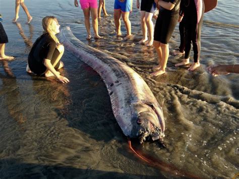 🔥 Free Download Surprising Facts About The Oarfish That Has Been