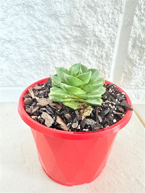 Agave Pixie Rose 130mm Succulents Online