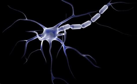 Lab Quiz Flashcards Quizlet