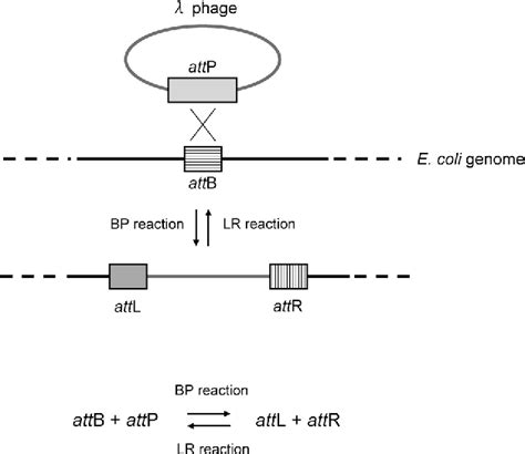 Table 1 From Gateway Vectors For Plant Transformation Semantic Scholar