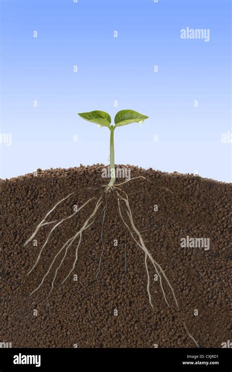 Soil Cross Section Roots Hi Res Stock Photography And Images Alamy