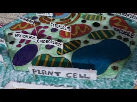 Plant Cell Model ( Thermocol Sheet) Biology - YouTube